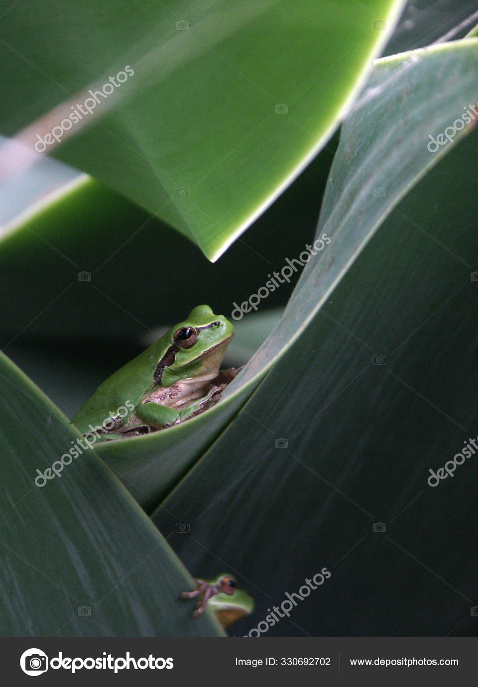 Toad Reptile Frog Amphibian Animal — Stock Photo © PantherMediaSeller ...