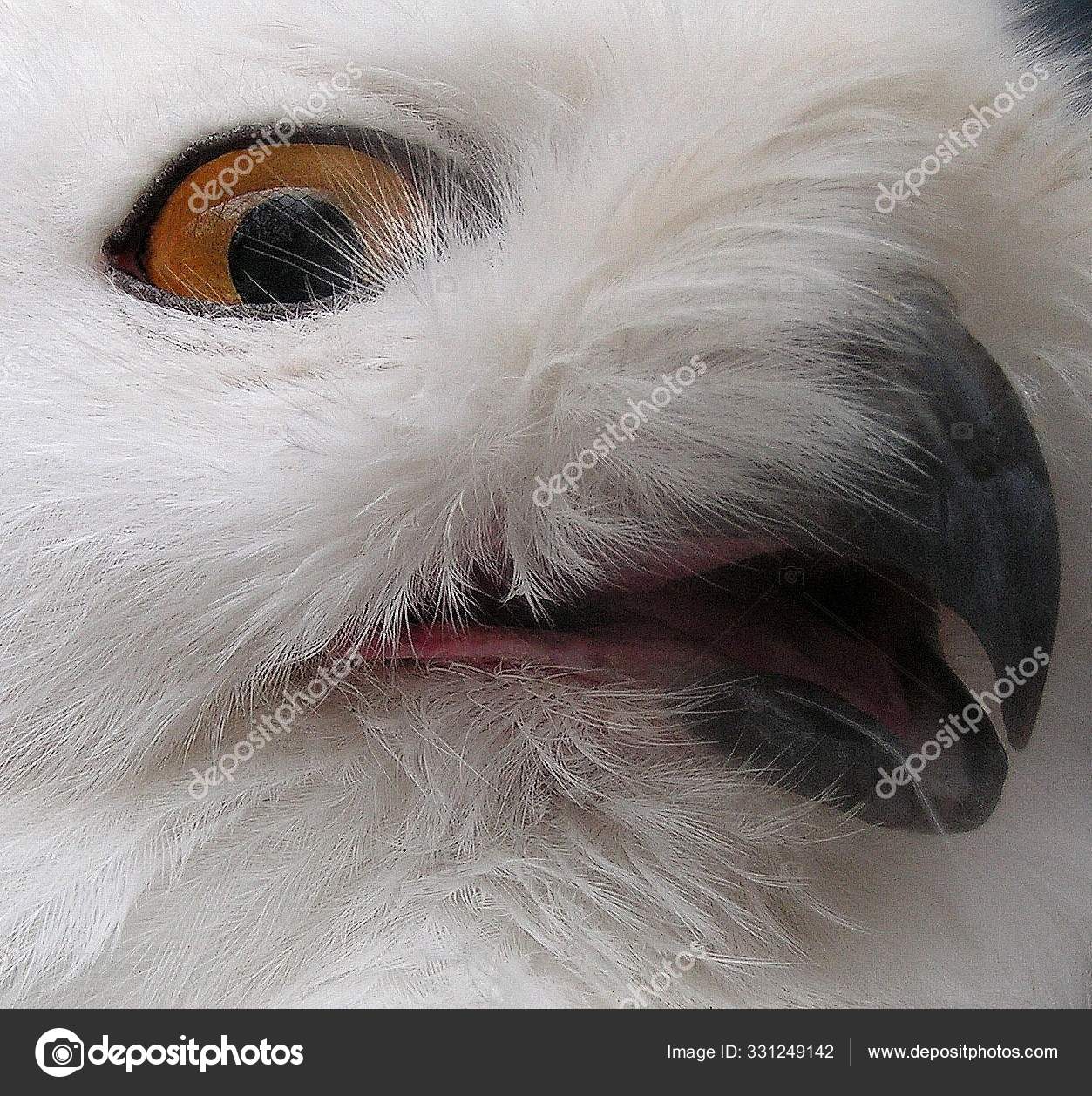 Snowy Owls White Bird Feathers — Stock Photo © PantherMediaSeller ...