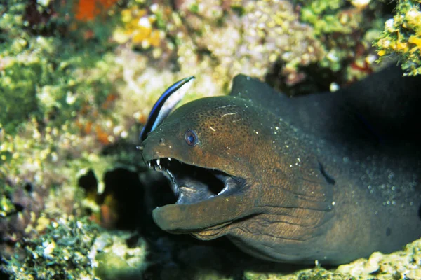 Moray Fish Moray Eel Deep Sea Water — Stock Photo © PantherMediaSeller ...