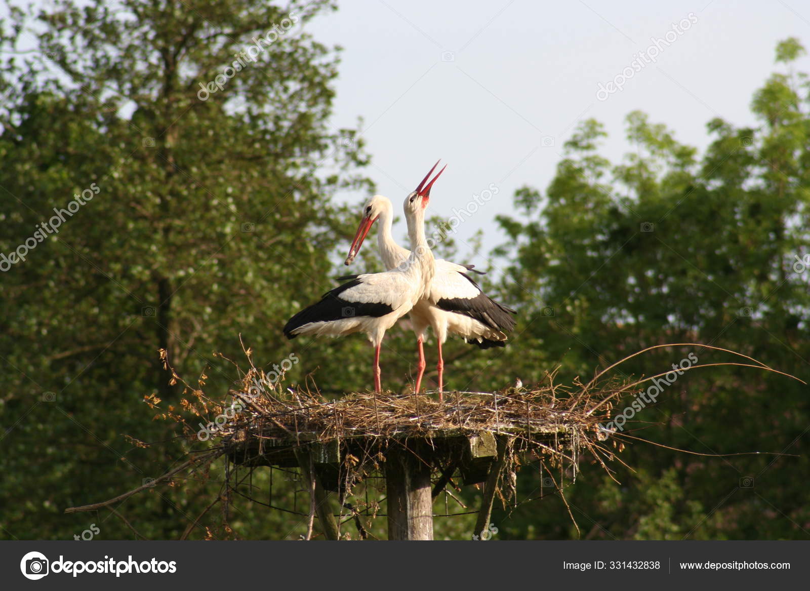 Storks Long Legged Long Necked Wading Bird Stock Photo by ...