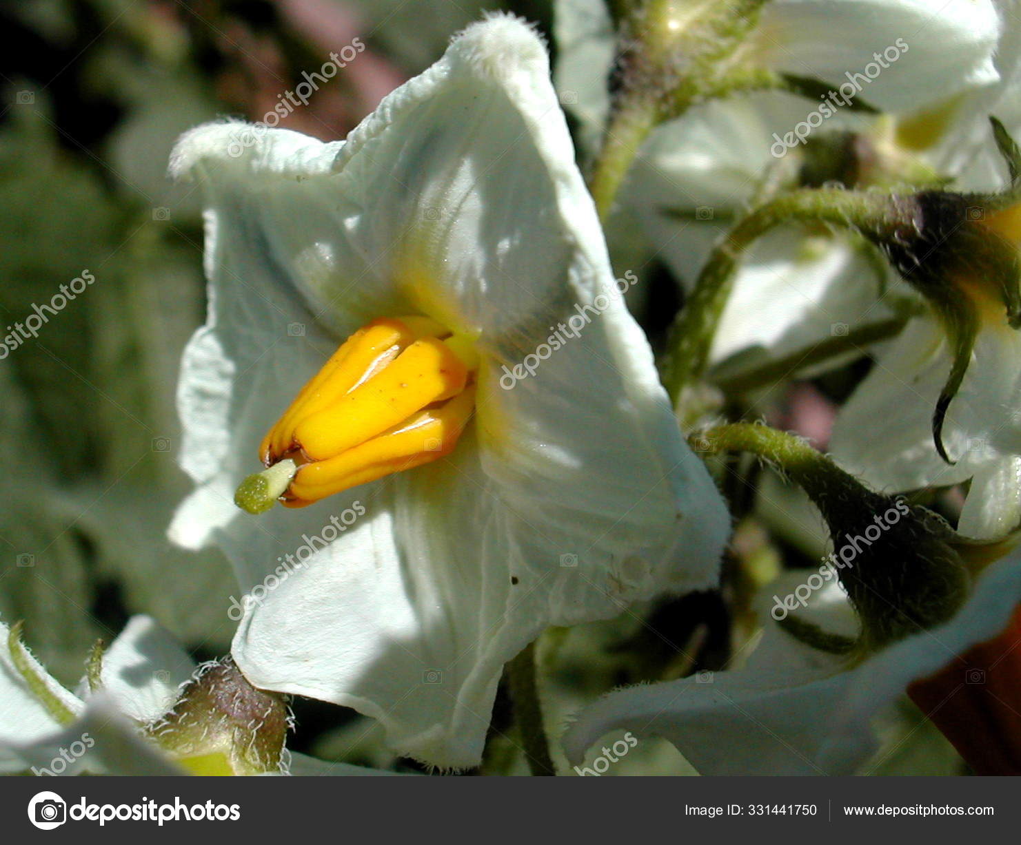 Potato Flower Irish Colleen Varieties Planted Year First Time — Stock ...