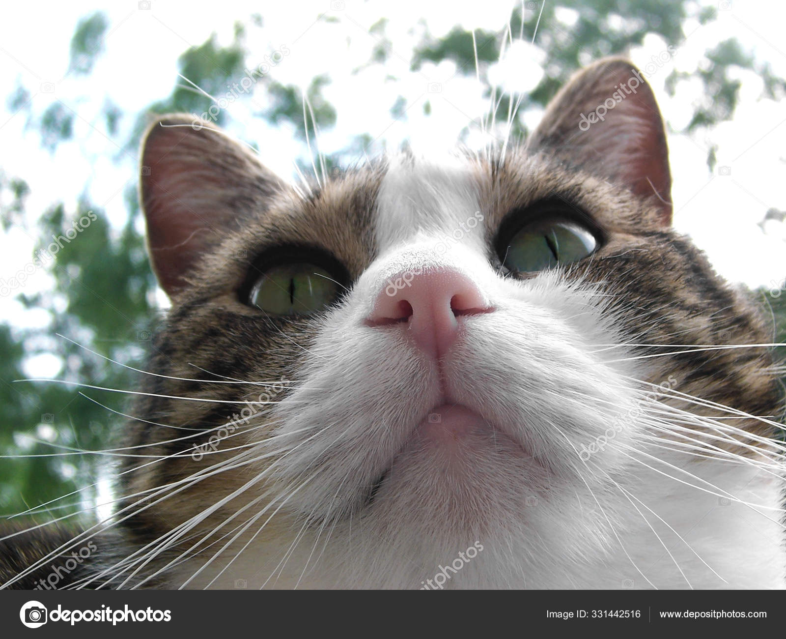Portrait Cute Cat — Stock Photo © PantherMediaSeller #331442516