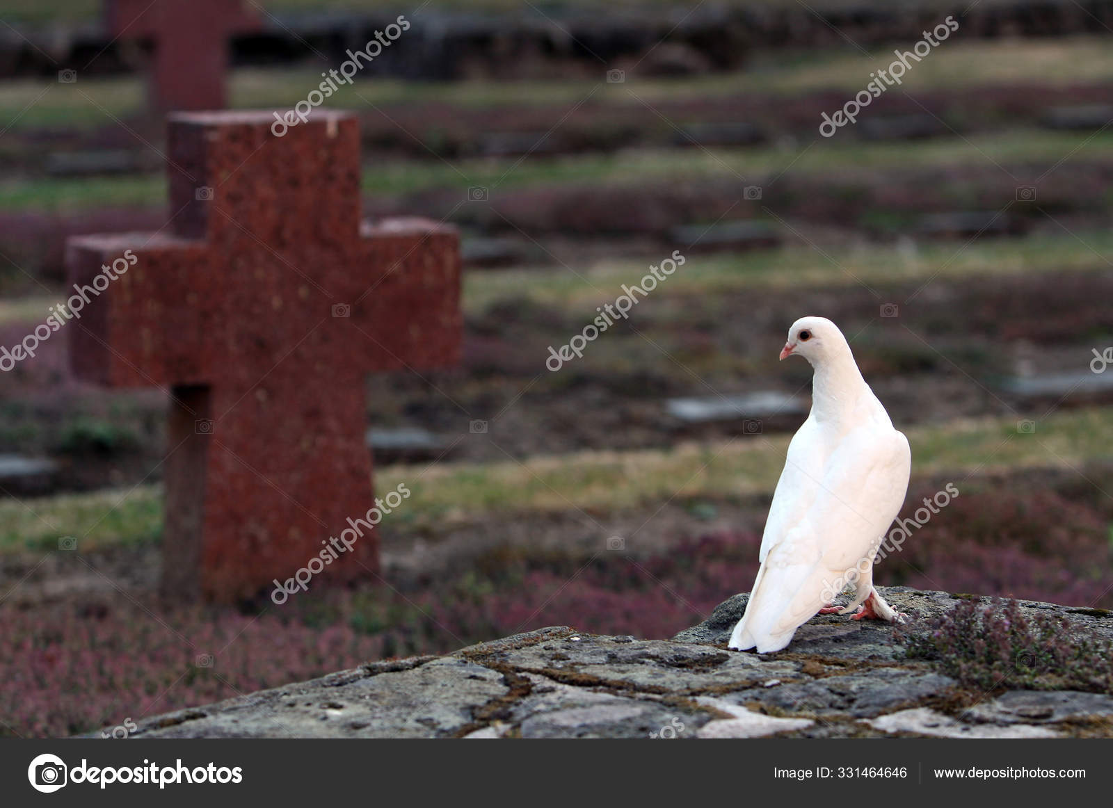 White Doves Victims War Cemetery Ruins Former Convent Arnsburg Were ...