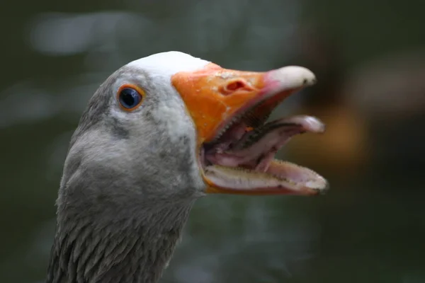 Angry Goose Teeth