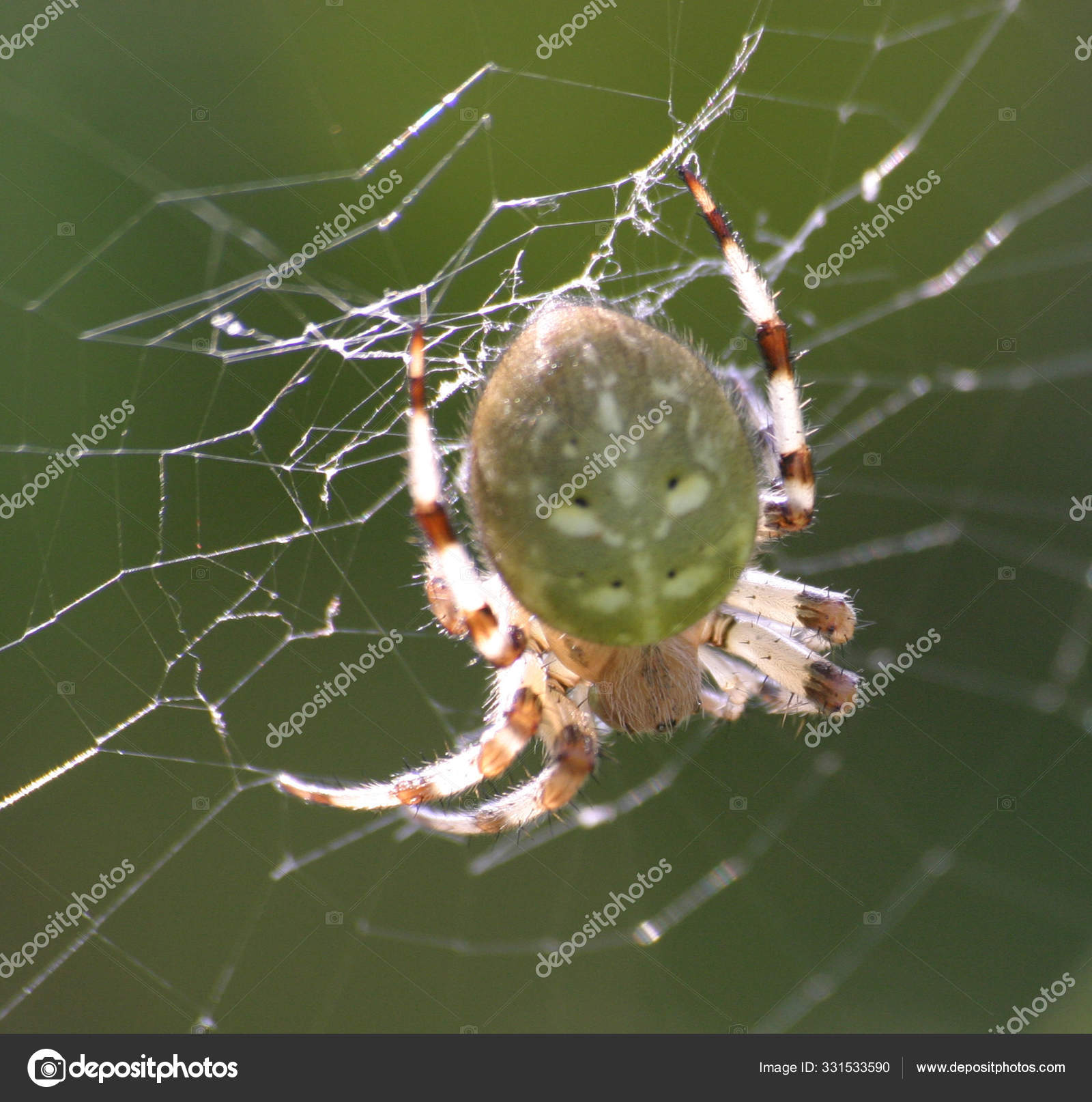Scary Spider Animal Predator Stock Photo by ©PantherMediaSeller 331533590