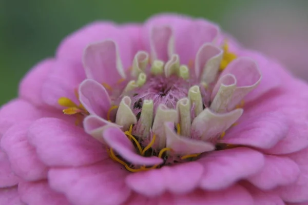 70 Intermediate rings Stock Photos | Free & Royalty-free Intermediate ...