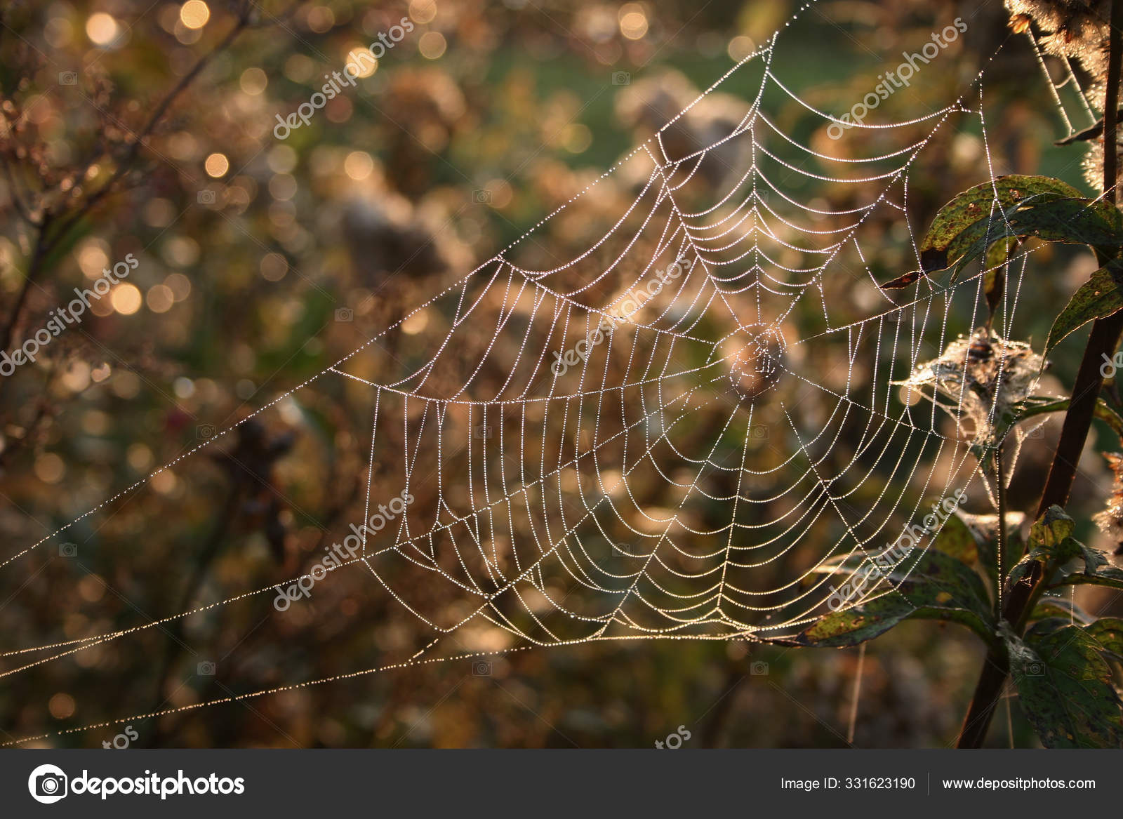 Spider Cobweb Trap Insect — Stock Photo © PantherMediaSeller #331623190