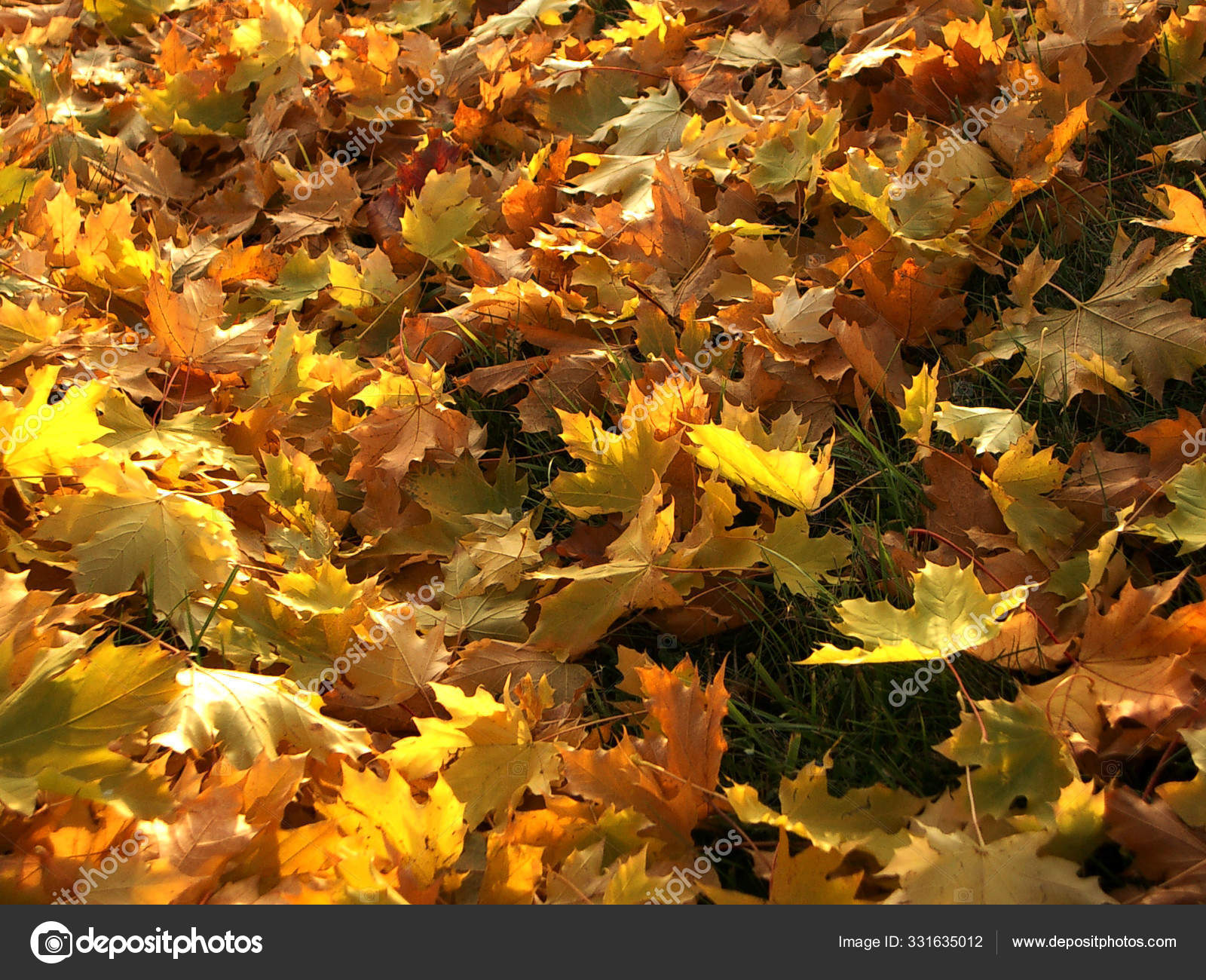 Golden Ocean Leaves Stock Photo by ©PantherMediaSeller 331635012