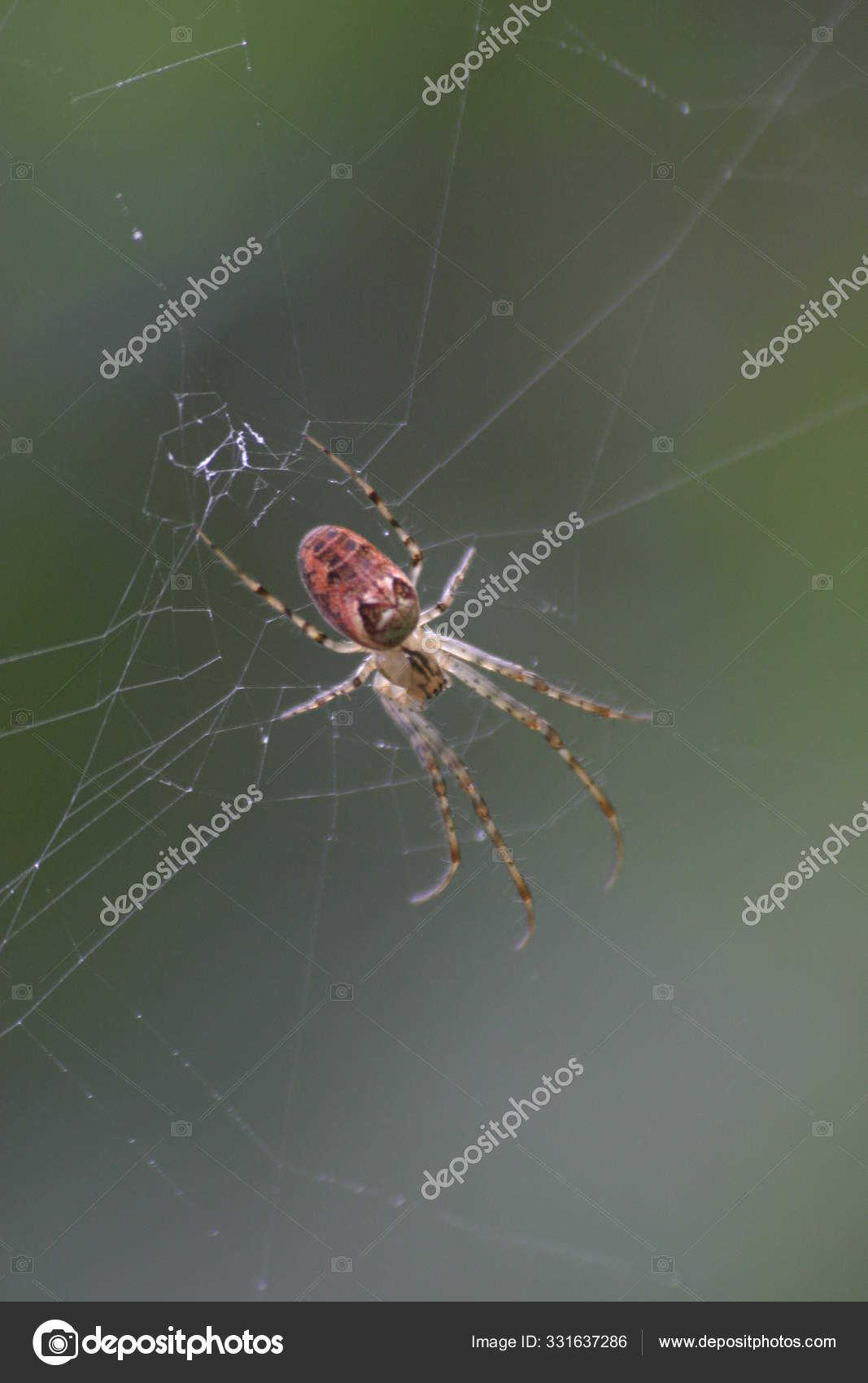 Scary Creepy Spider Insect — Stock Photo © PantherMediaSeller #331637286