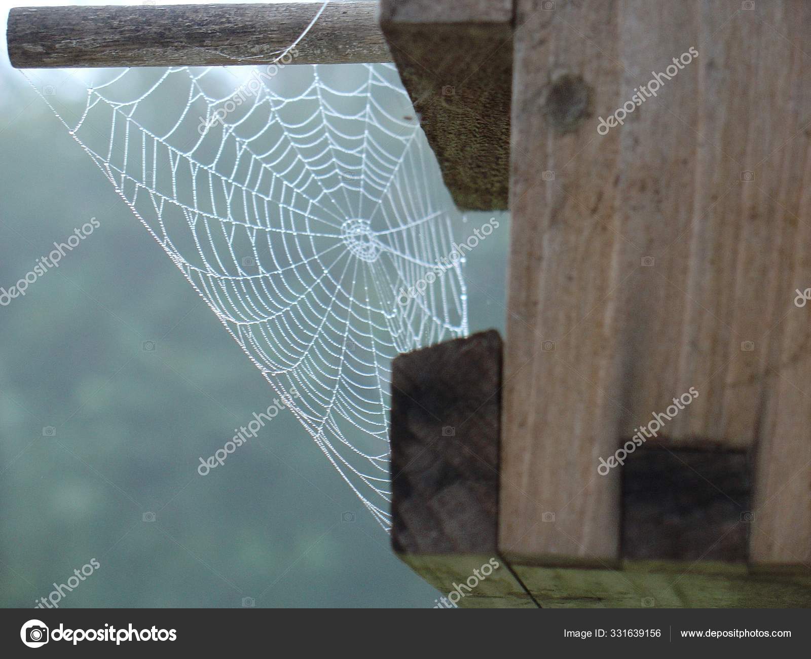 Spider Cobweb Trap Insect Stock Photo by ©PantherMediaSeller 331639156