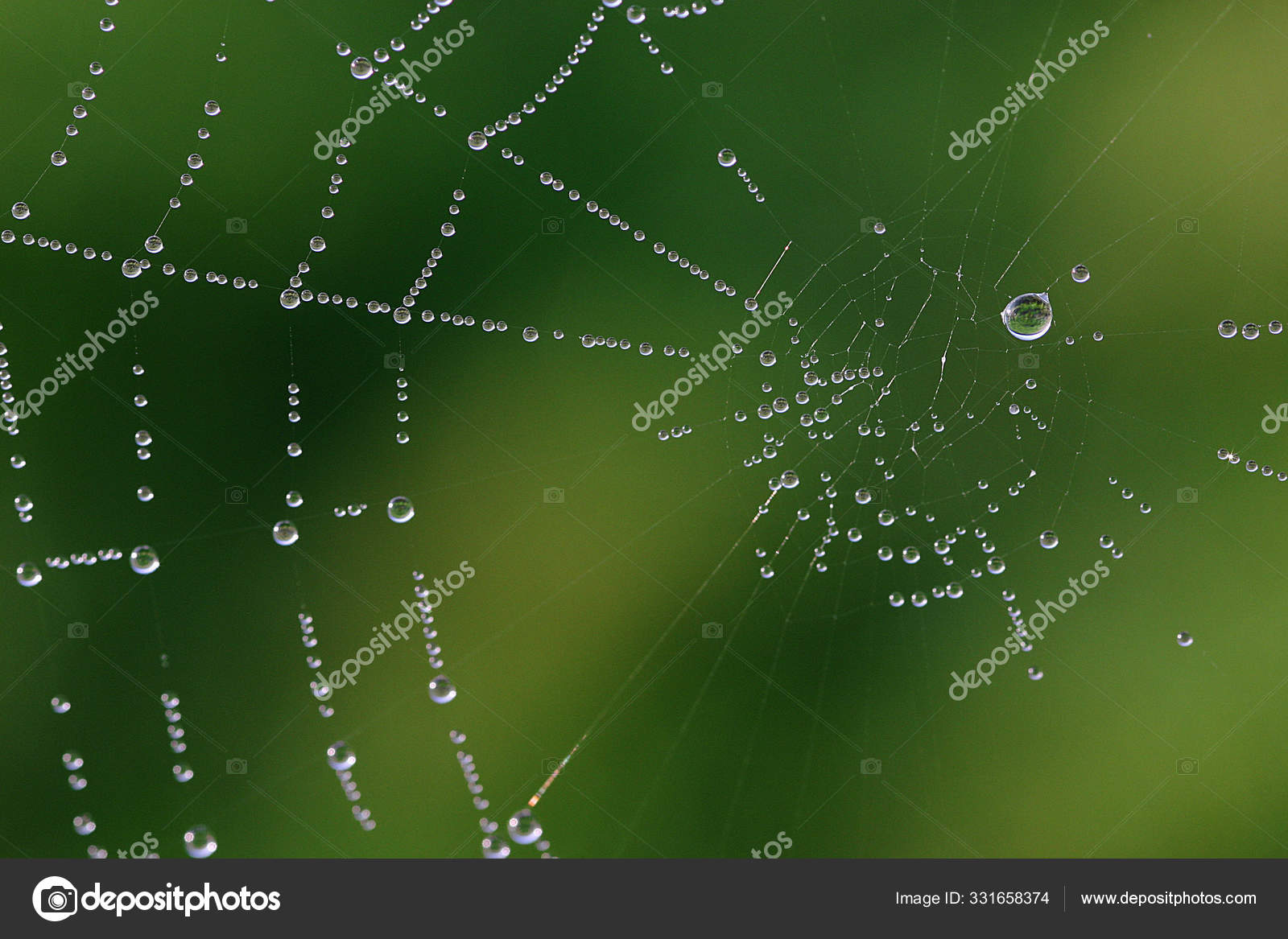 Spiders Web Spider Net Stock Photo by ©PantherMediaSeller 331658374