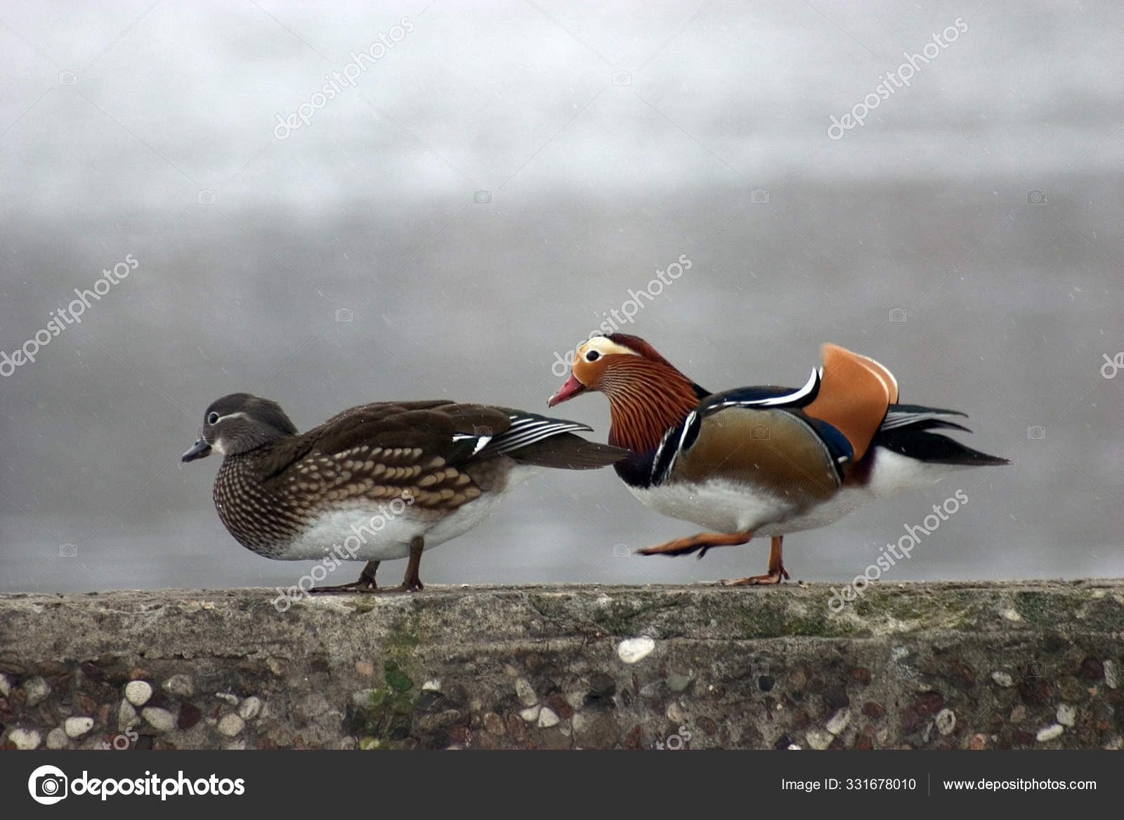 Bird Watching Shot Ducks Wild Nature Stock Photo by ©PantherMediaSeller ...