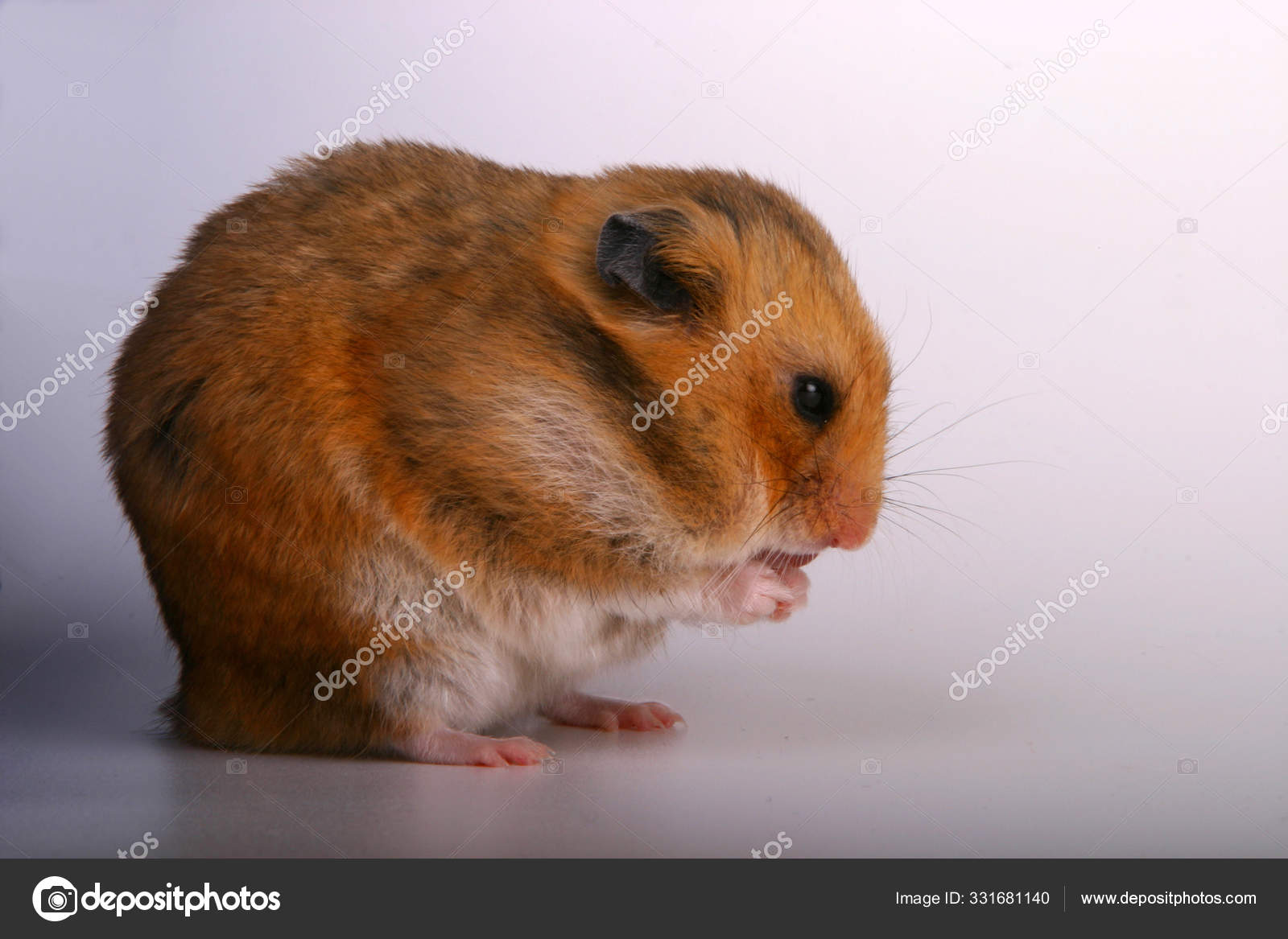 Red Rat White Background — Stock Photo © PantherMediaSeller #331681140