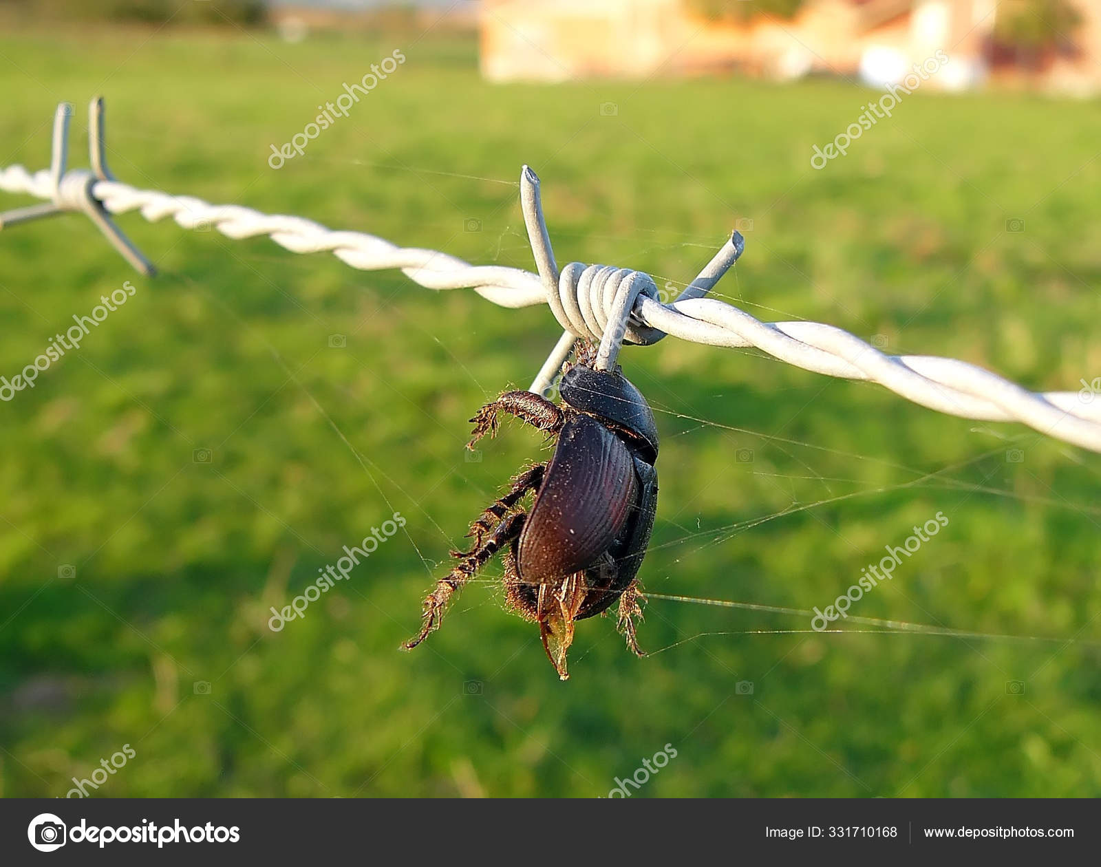 Scary Creepy Spider Insect Stock Photo by ©PantherMediaSeller 331710168