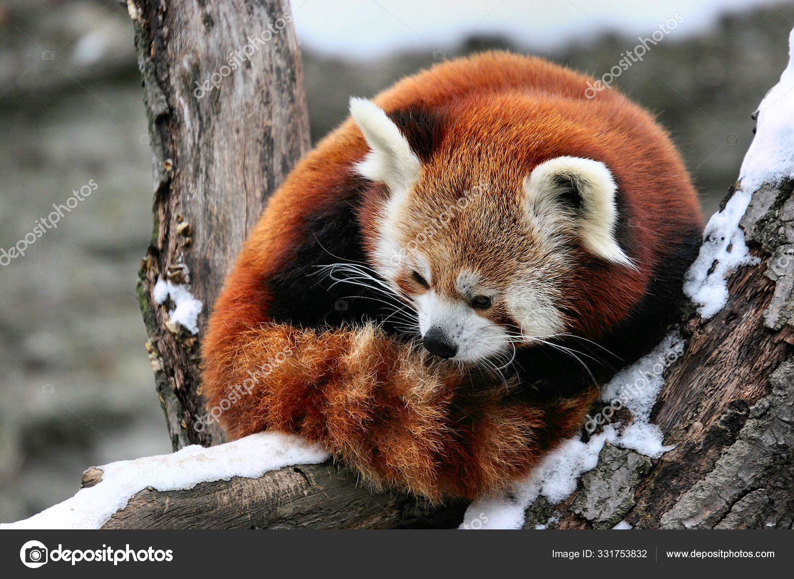 Little Red Panda Bear — Stock Photo © PantherMediaSeller #331753832