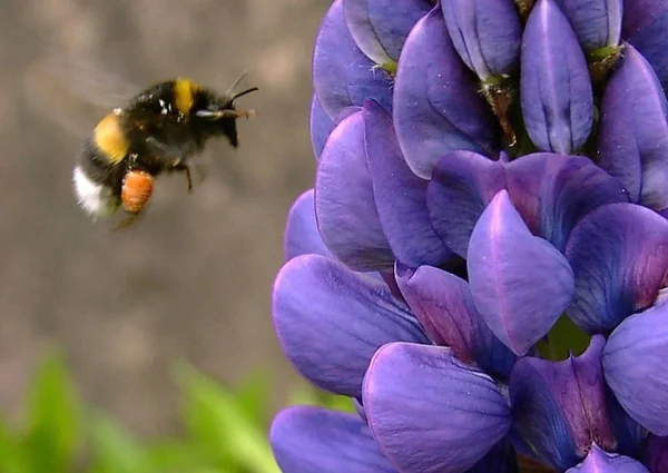 Bumblebee flying Stock Photos, Royalty Free Bumblebee flying Images ...
