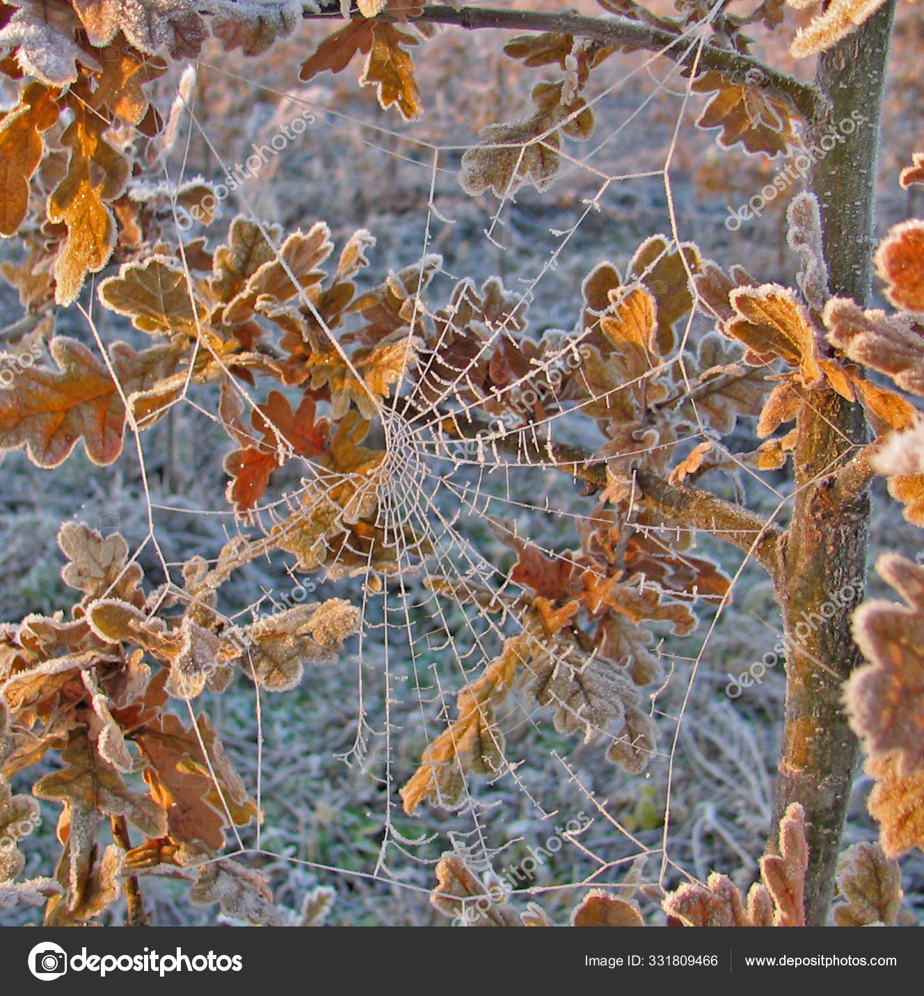 Spider Cobweb Trap Insect Stock Photo by ©PantherMediaSeller 331809466