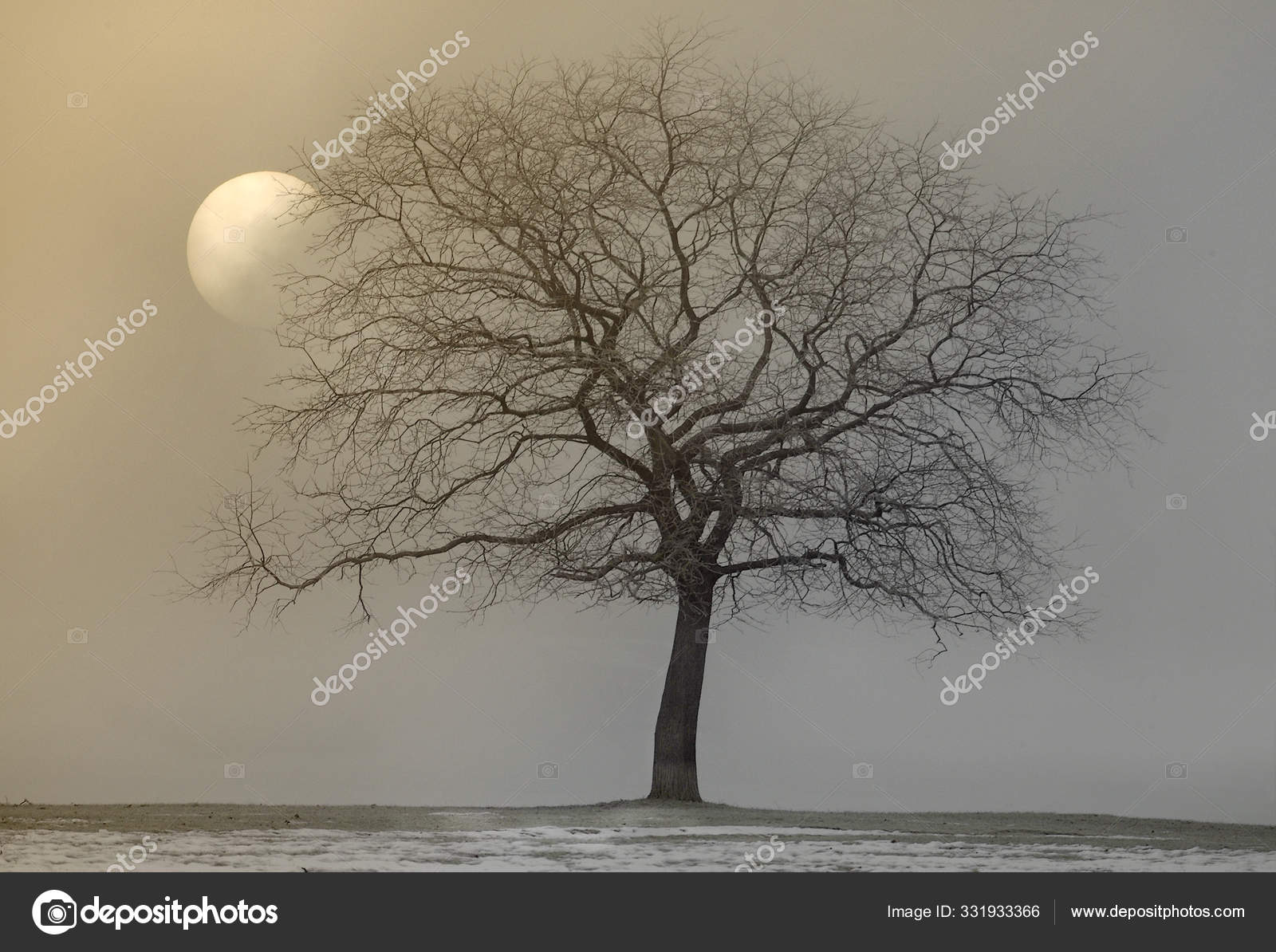 Two Images Sun Tree — Stock Photo © PantherMediaSeller #331933366
