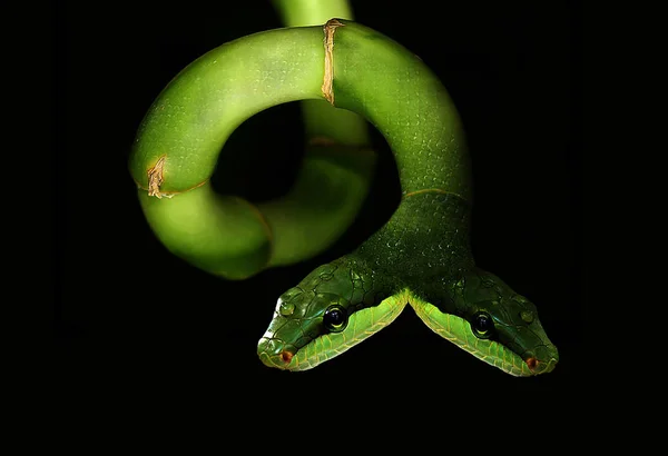 Green snake Stock Photos, Royalty Free Green snake Images | Depositphotos