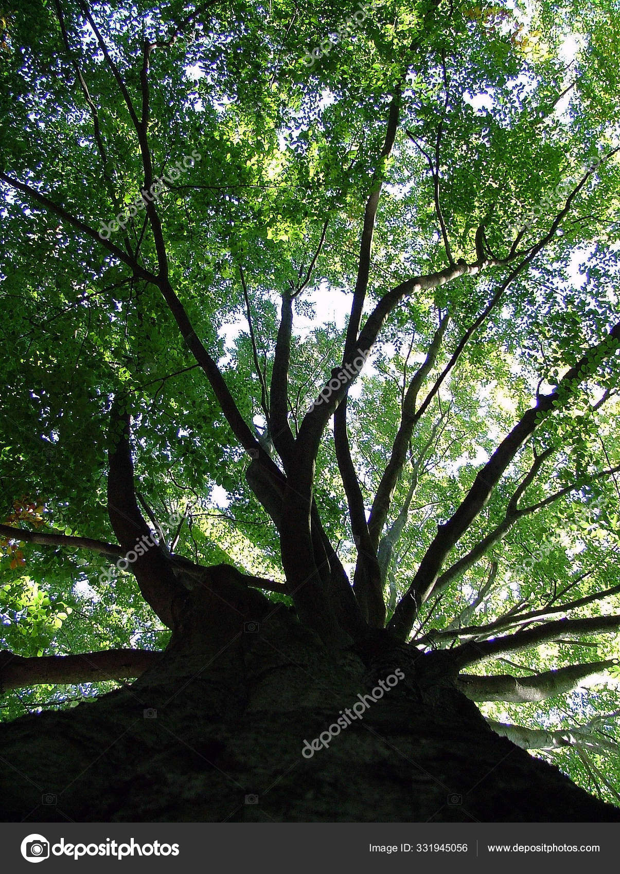 Strong Tree — Stock Photo © PantherMediaSeller #331945056