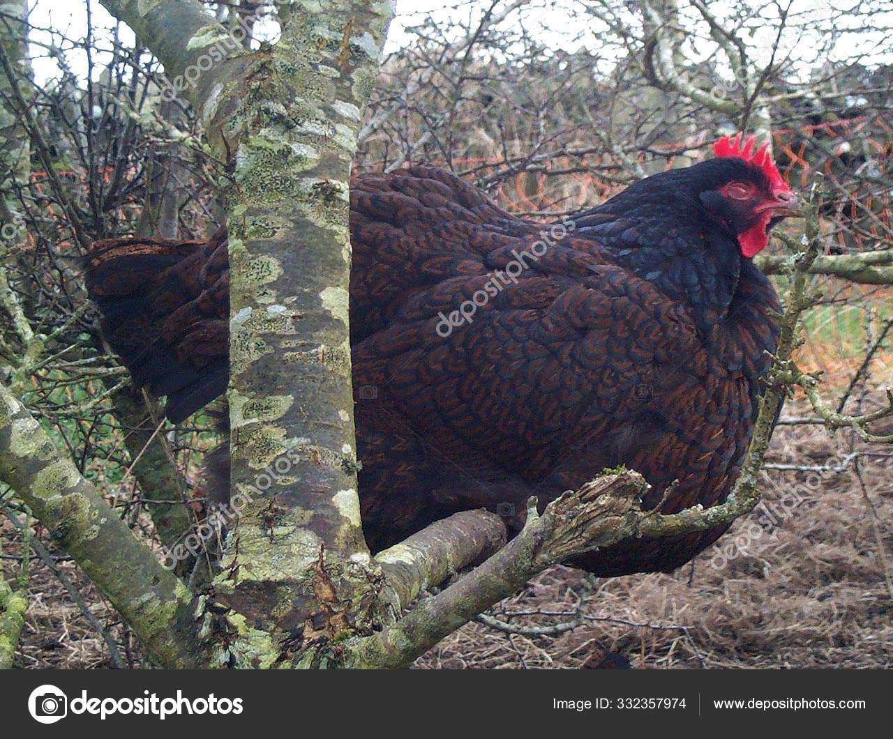 Barnevelder Hen Nap Tree Stock Photo by ©PantherMediaSeller 332357974