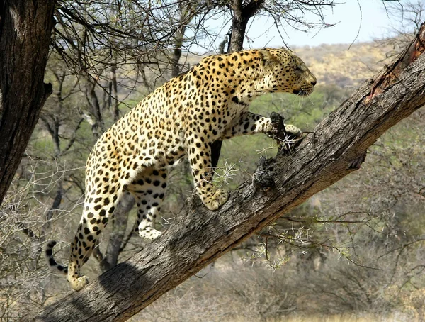 Erkek koruma silah ile Stock Photos, Royalty Free Erkek koruma silah ...