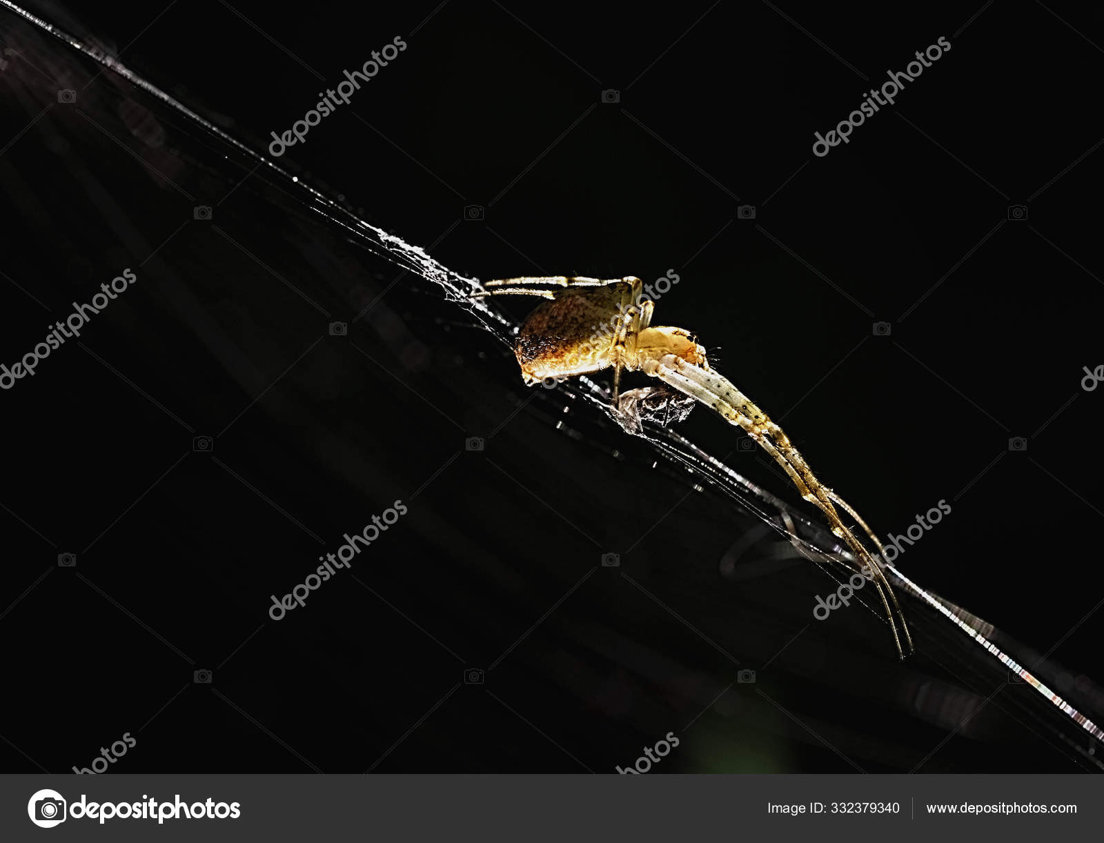 Scary Creepy Spider Insect — Stock Photo © PantherMediaSeller #332379340