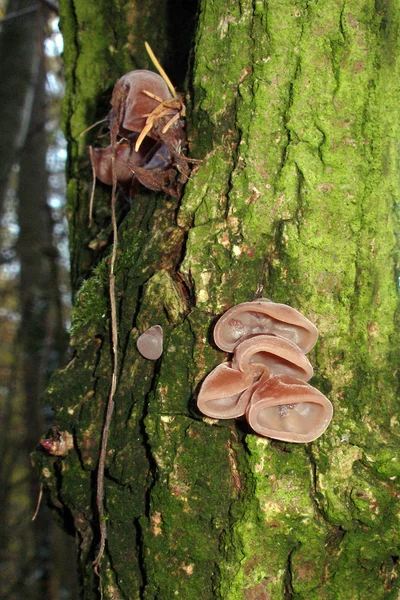 Fotos de Edible invertebrates, Imagens de Edible invertebrates sem ...
