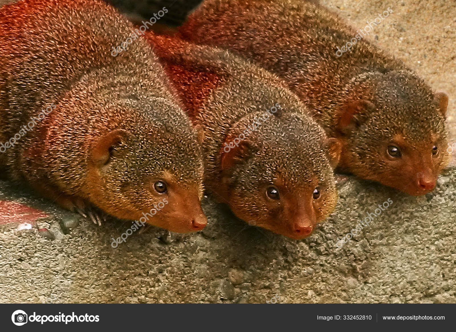 Group Wild Animals Stock Photo by ©PantherMediaSeller 332452810