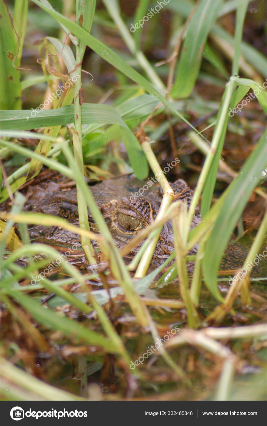 Alligator Crocodile Animal Amphibian Predator — Stock Photo ...