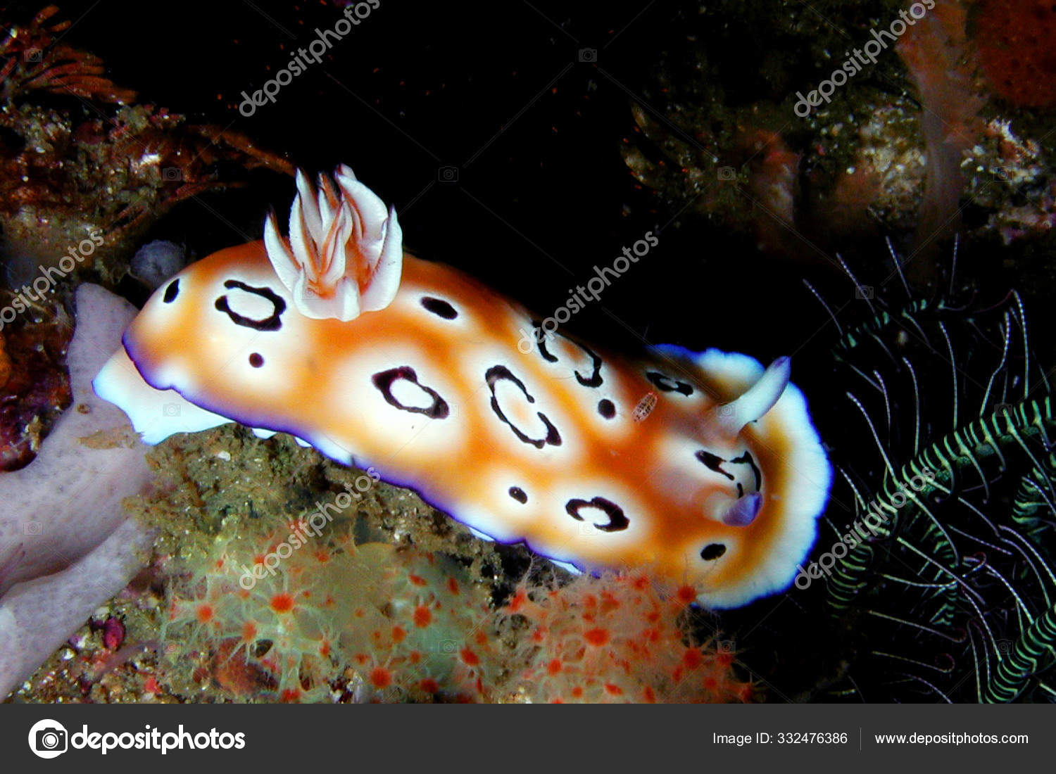 Chromodoris Leopardus Small Shrimp Pickup Crinoid Canyon Horseshoe Bay ...