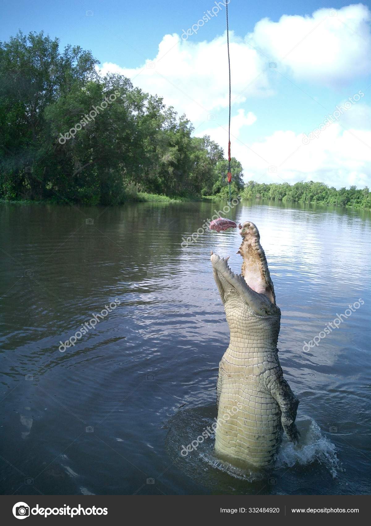 Alligator Crocodile Animal Amphibian Predator Stock Photo by ...
