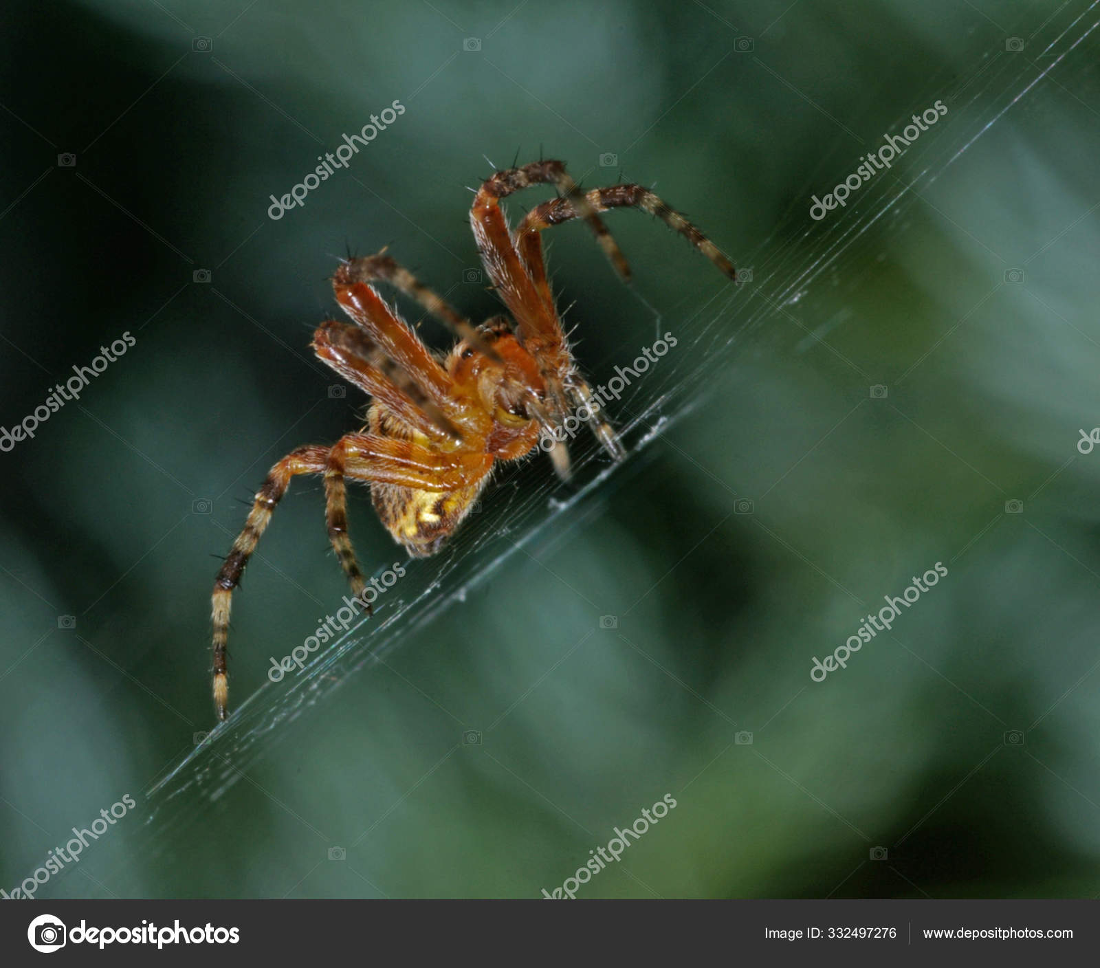 Scary Spider Insect Creature — Stock Photo © PantherMediaSeller #332497276