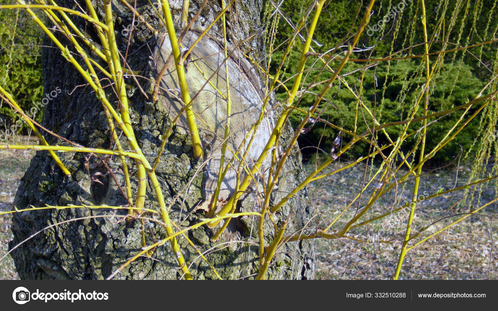 Nature Flora Trees Environment — Stock Photo © PantherMediaSeller ...