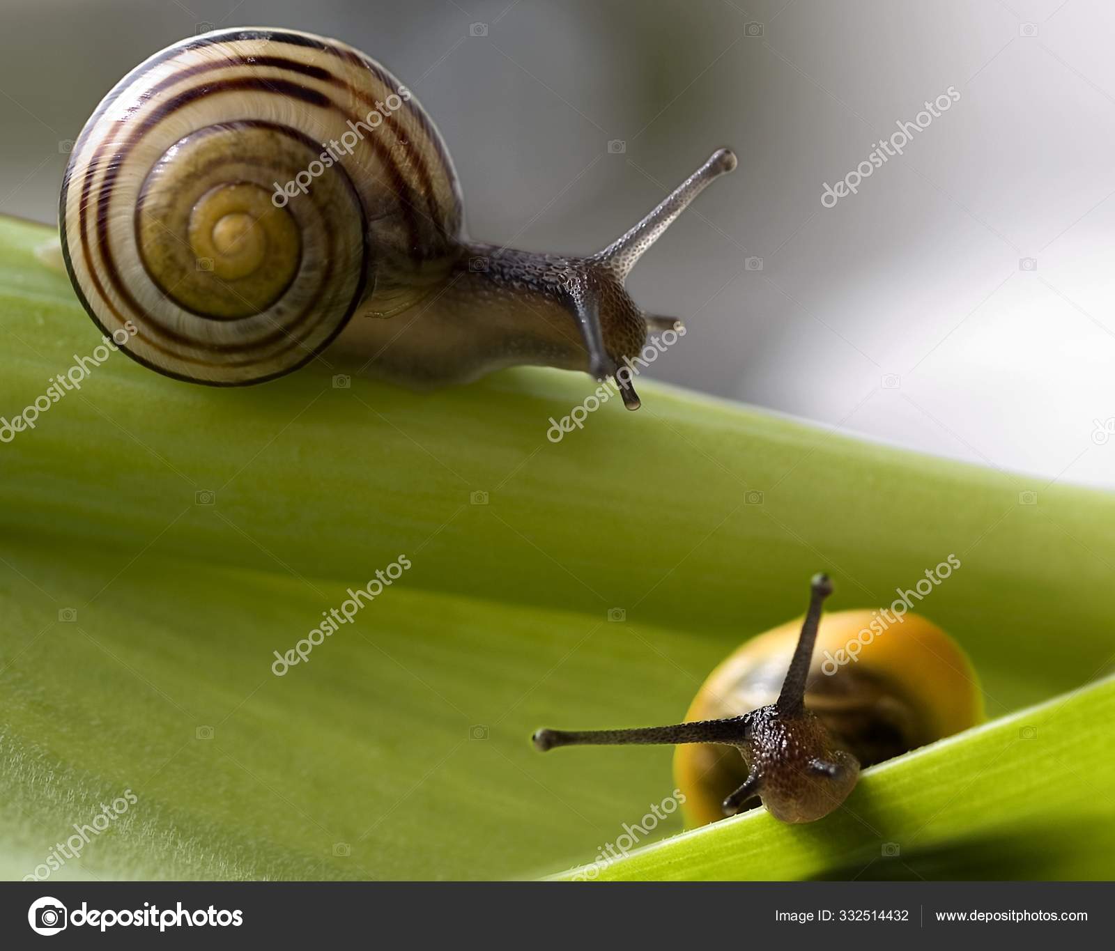 Snail Shell Mollusk Shells — Stock Photo © PantherMediaSeller #332514432