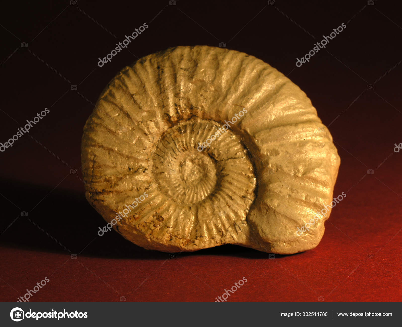 Helix Fossil Wallpaper