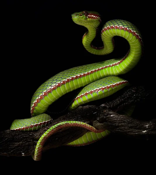 Des serpents images libres de droit, photos de Des serpents | Depositphotos