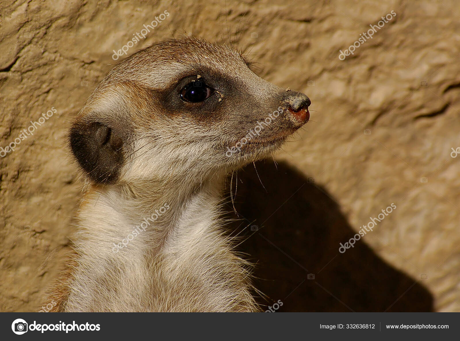 Cute Meerkat Suricate Suricatta Stock Photo by ©PantherMediaSeller ...