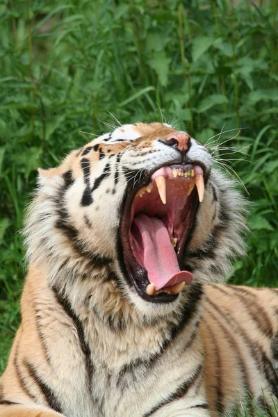 Tiger Teeth Human