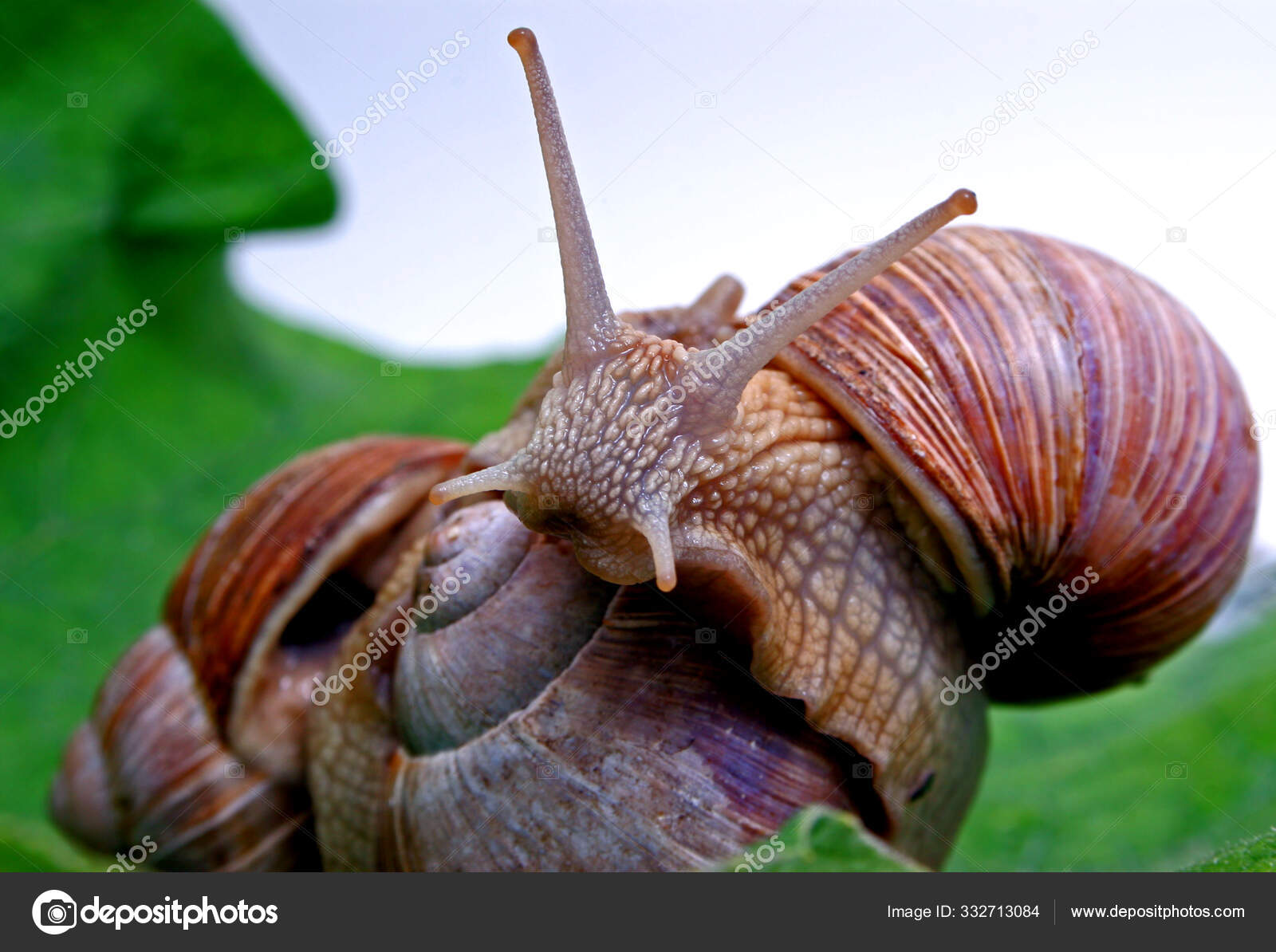 Helix Snail Mollusk Shell Animal Stock Photo by ©PantherMediaSeller ...