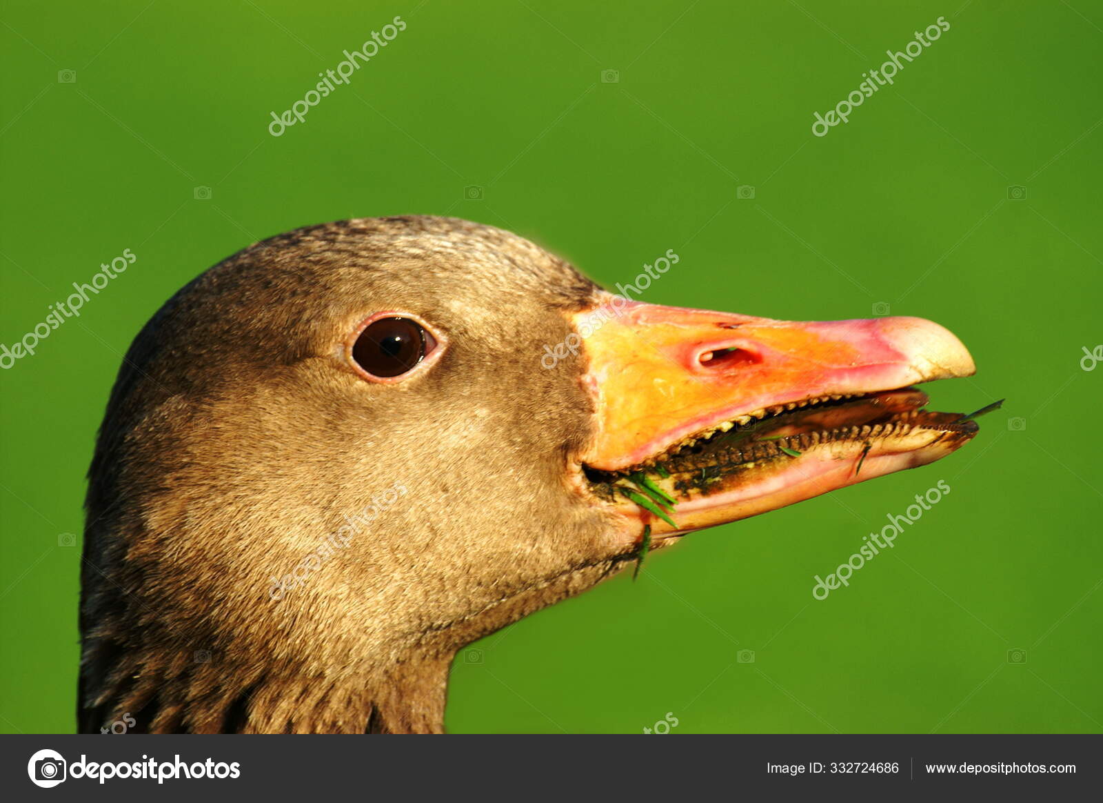 Canadian Geese Teeth