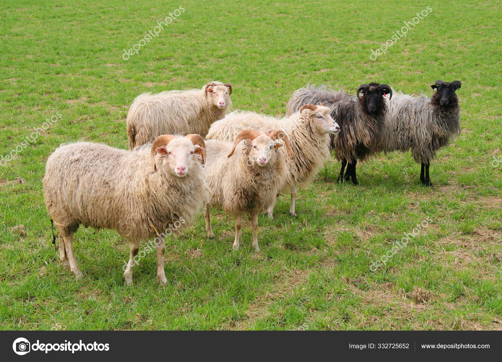 Two Black Sheep Come — Stock Photo © PantherMediaSeller #332725652