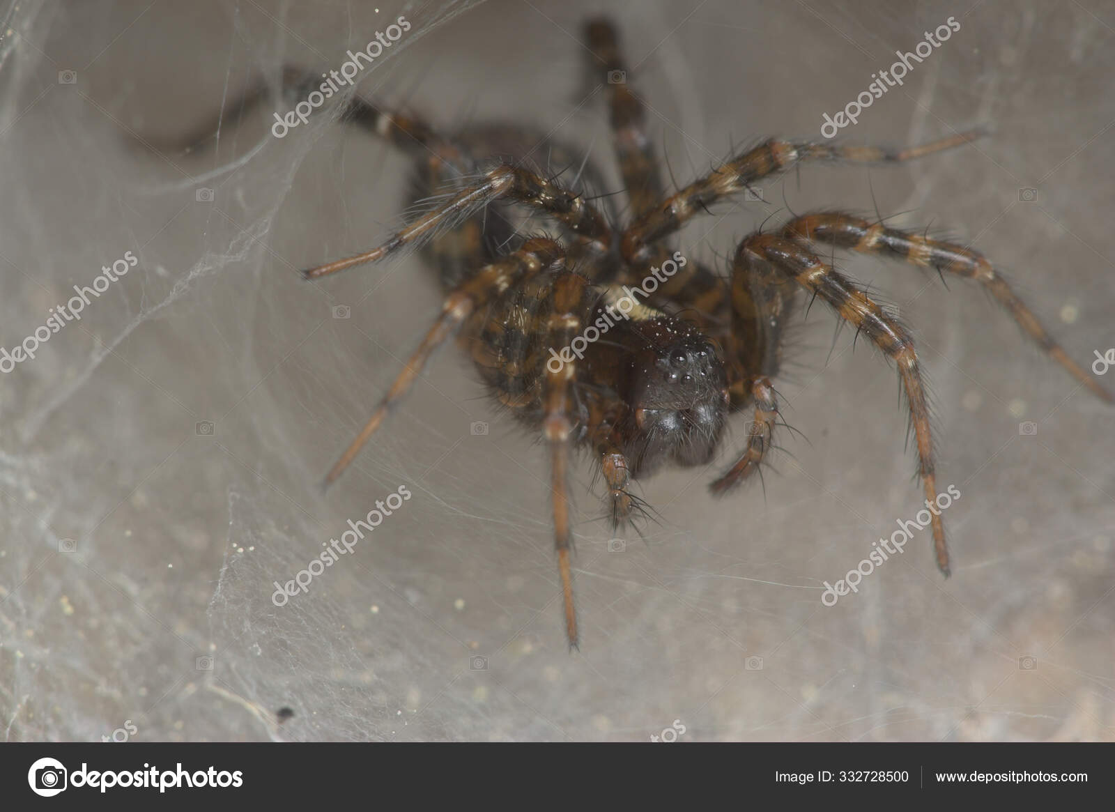 Scary Spider Insect Creature — Stock Photo © PantherMediaSeller #332728500