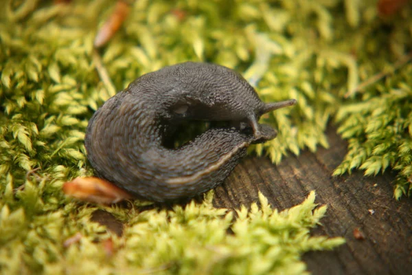 Common garden slug Stock Photos, Royalty Free Common garden slug Images ...