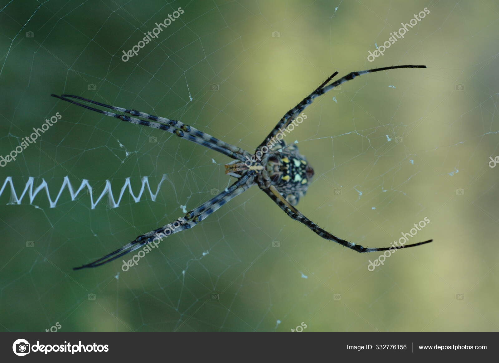 Scary Spider Animal Predator — Stock Photo © PantherMediaSeller #332776156