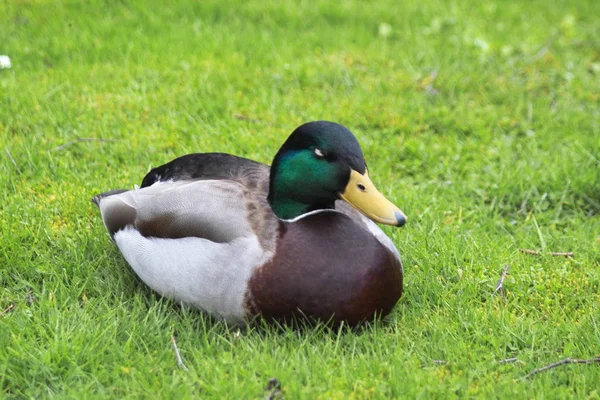 Fotos de Pato dormindo no lago, Imagens de Pato dormindo no lago sem ...