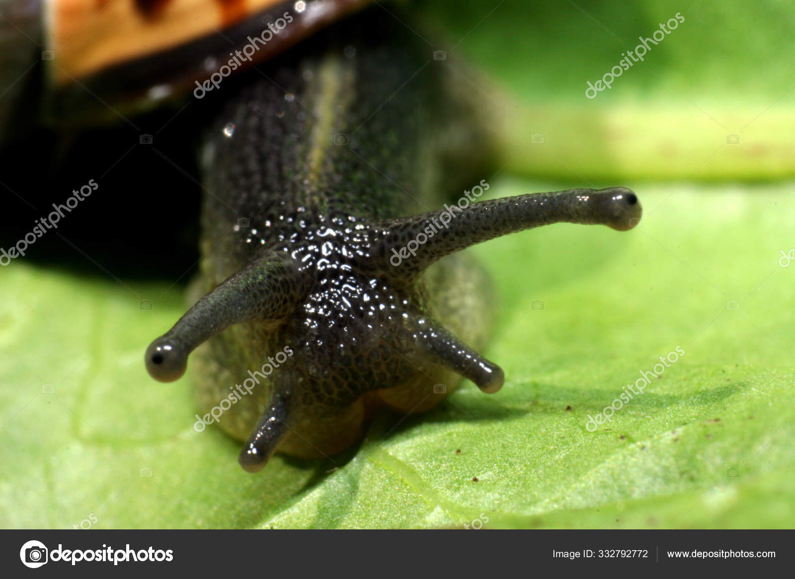 Helix Snail Mollusk Shell Animal — Stock Photo © PantherMediaSeller ...