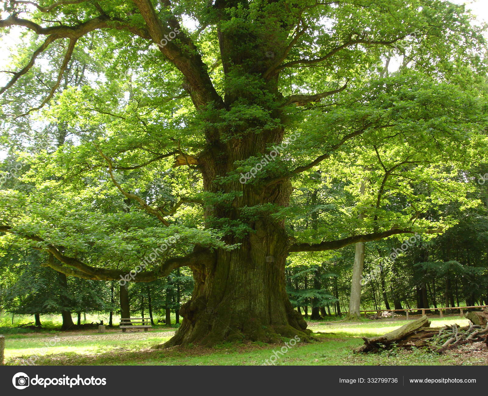 Circumference In Nature