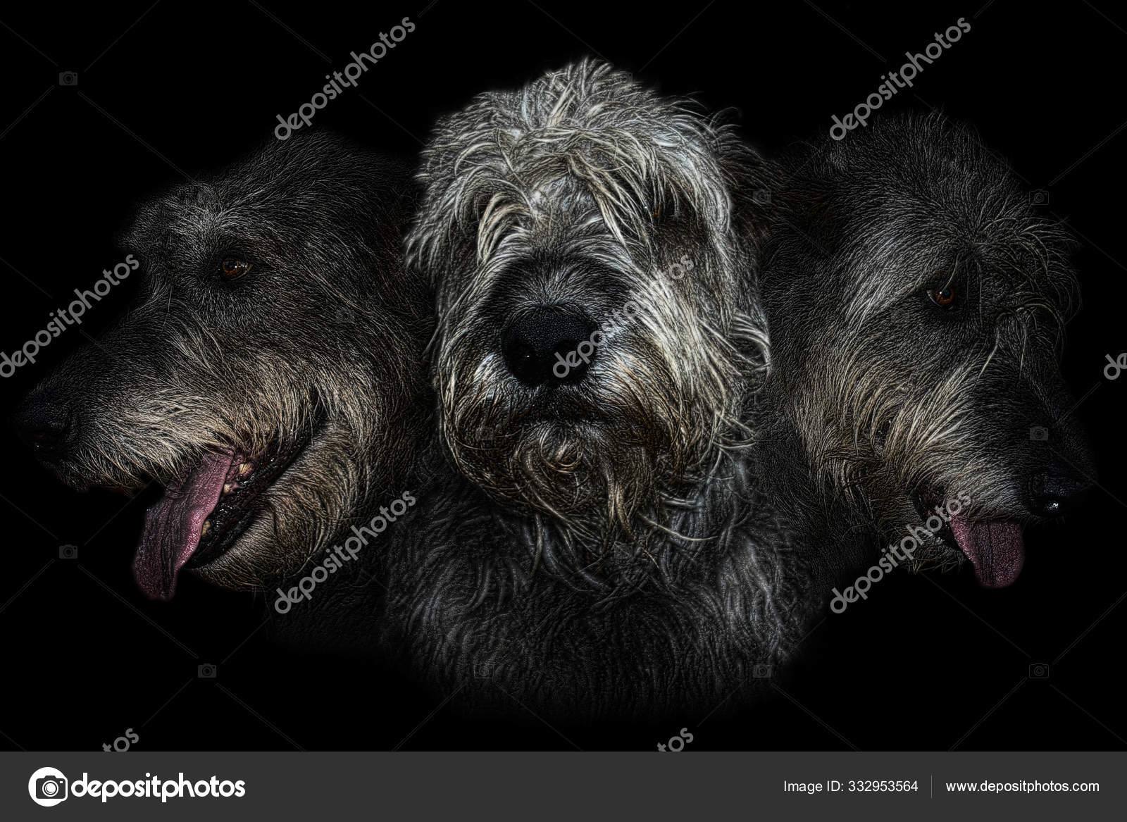Irish Wolfhound Had Its Most Successful Period Used Ancient Medieval ...