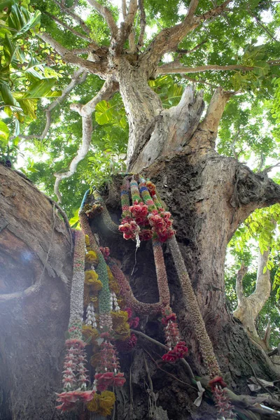 Tempel tree Stock Photos, Royalty Free Tempel tree Images | Depositphotos